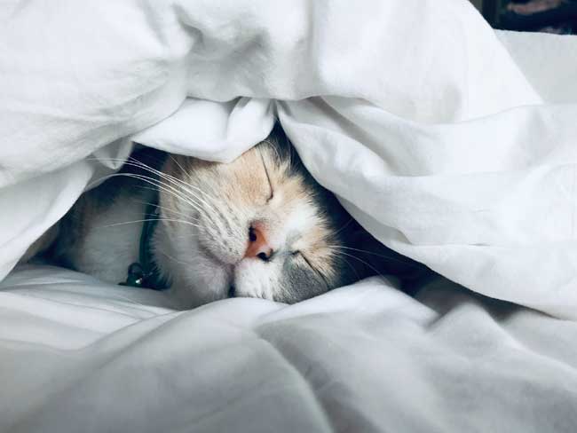 Sleeping Soundly | Snap Dynasty Herb Company Basics of Traditional ...